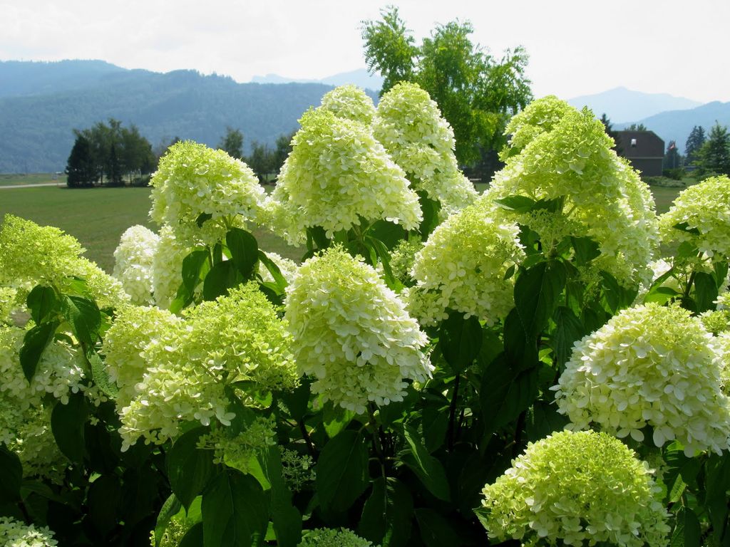 Type of hydrangea Limelight or Lemon Light: planting and care in the ...