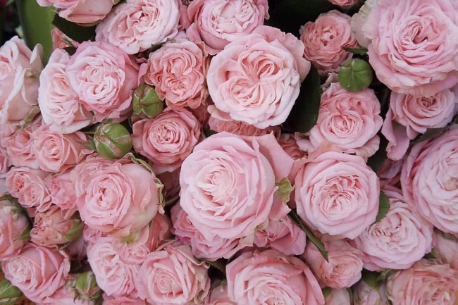 Descripción de la variedad de peonía del arbusto Rose Lady (Madame ...