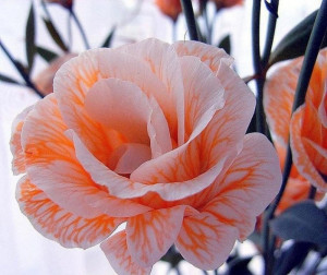 Eustoma flower (lisianthus): perennial, planting and care, growing in ...