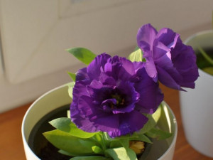 Eustoma flower (lisianthus): perennial, planting and care, growing in ...