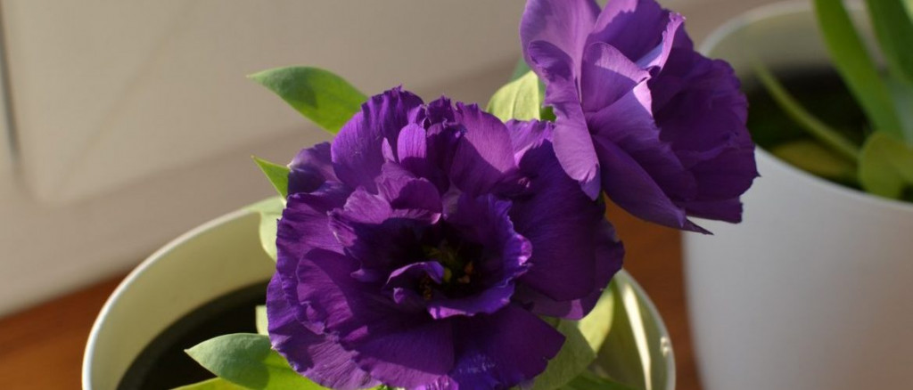 Eustoma flower (lisianthus): perennial, planting and care, growing in ...