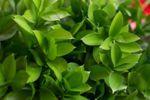 Growing an Italian Ruscus flower: how to plant, care, fertilize, propagate