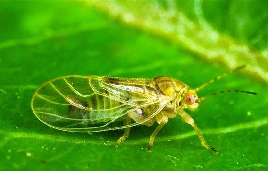 Features of planting and growing pear varieties Talgan beauty