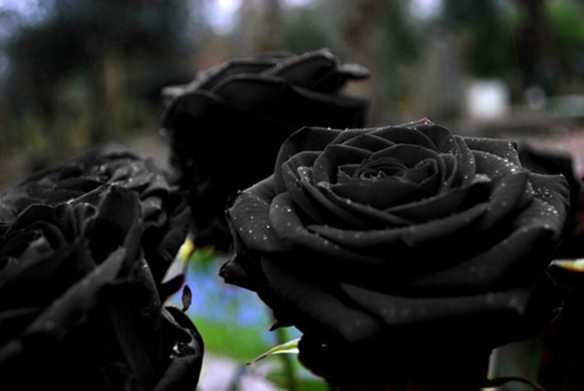 All about the black rose: name, whether they grow in the wild, list of ...
